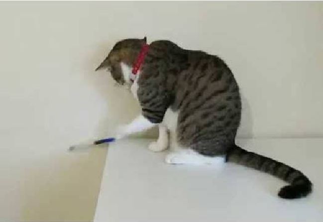 Cat knocks things off the table | Life With Cats