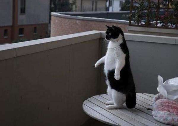 Cats Walking On Two Legs | Life With Cats