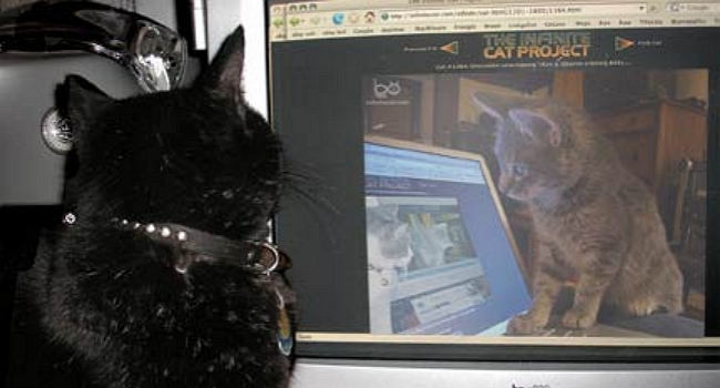 The Infinite Cat Project