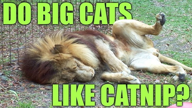 Is Catnip Catnip to Big Cats? - Life With Cats Is Catnip Catnip to Big Cats? - Life With Cats