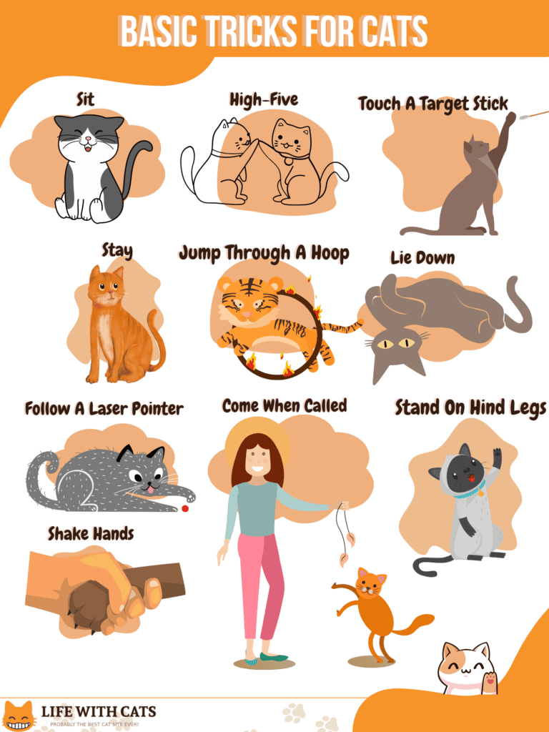 30 Cat Tricks To Teach Your Cat - Steps, Benefits, Tools & Tips