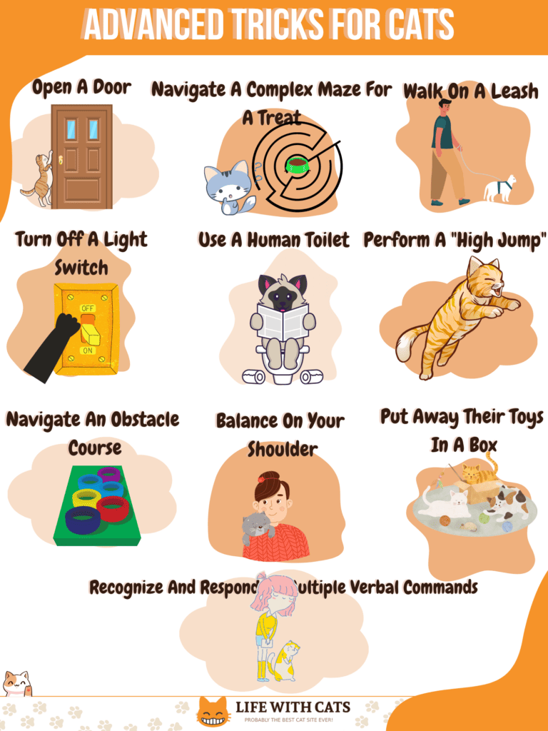 30 Cat Tricks To Teach Your Cat - Steps, Benefits, Tools & Tips