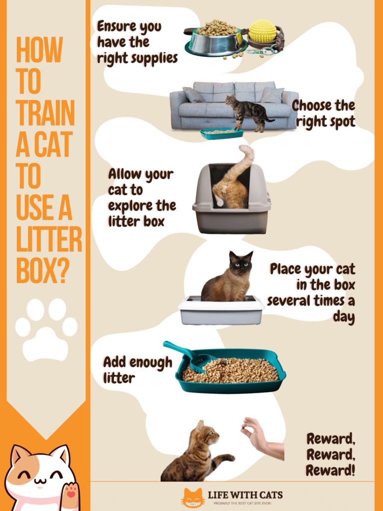 Cat Litter Box Training: Supplies, Steps, Tips & Challenges