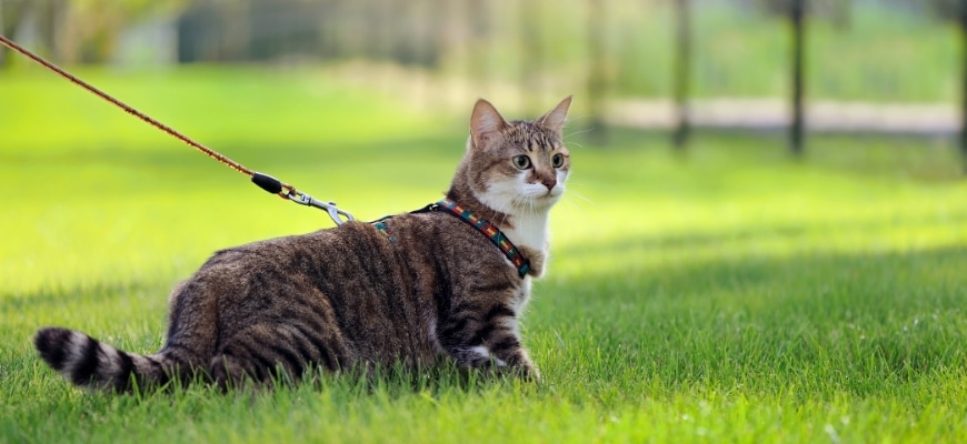 How To Leash & Harness Train A Cat - Benefits, Steps & Tips