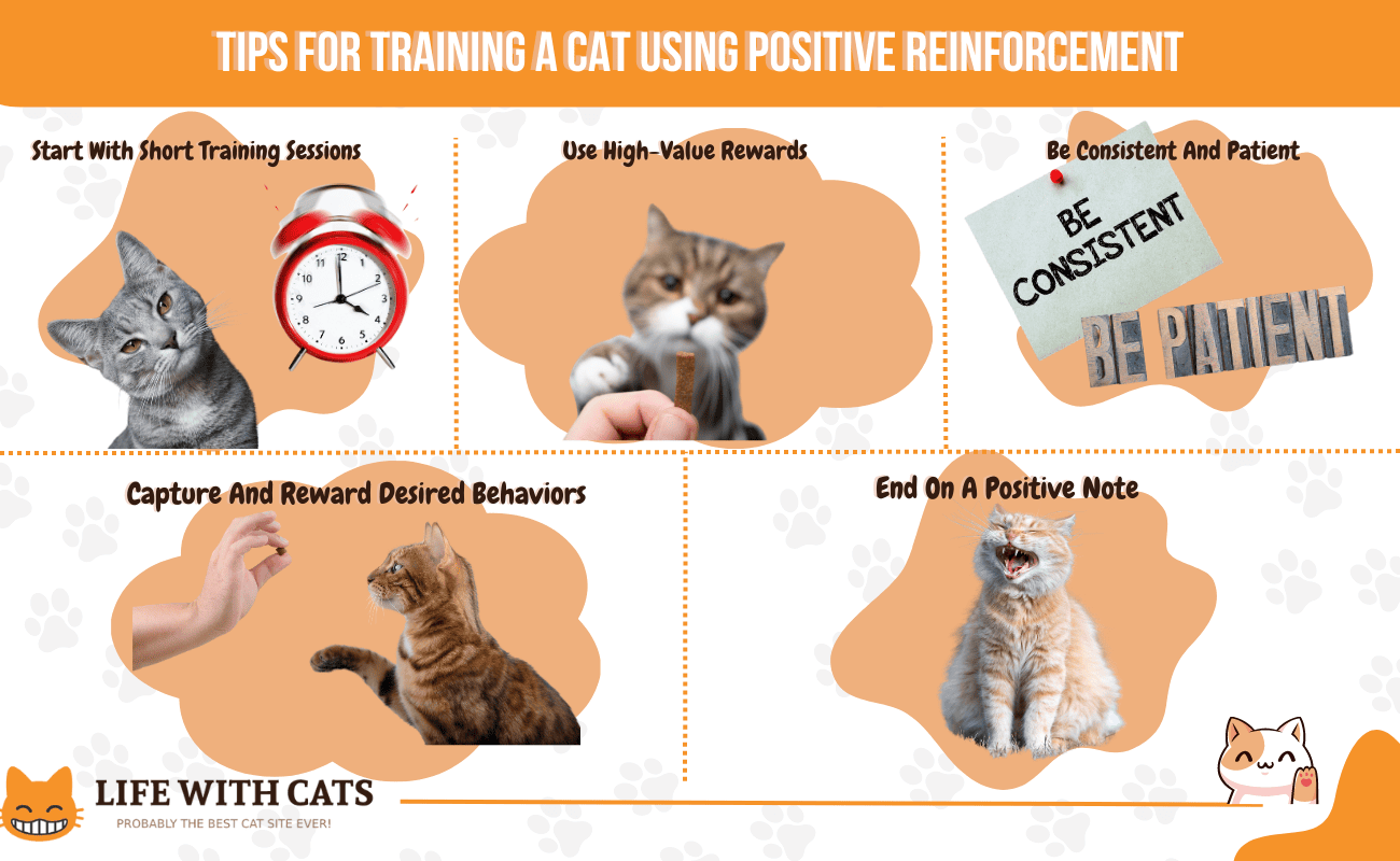 Positive Reinforcement For Cat Training: Benefits, Types & Steps