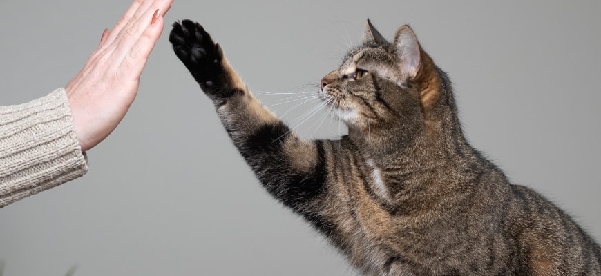 Can You Train An Older Cat? Overview, Benefits, Guide, Tips, Tricks