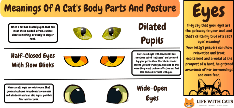 Cat Body Language: Interpreting Emotions, Positions and Vocalizations