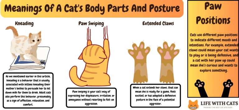 Cat Body Language: Interpreting Emotions, Positions and Vocalizations