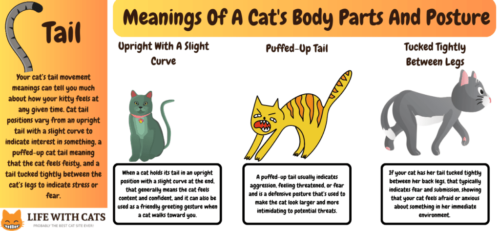 Cat Body Language: Interpreting Emotions, Positions and Vocalizations