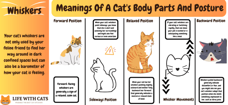 Cat Body Language: Interpreting Emotions, Positions and Vocalizations