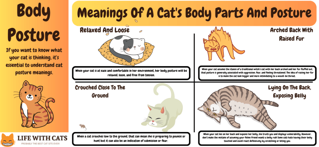 Cat Body Language: Interpreting Emotions, Positions and Vocalizations