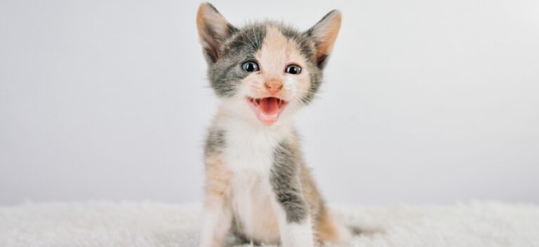 Cat Meow Meaning: Types, and Correcting Excessive Vocalization