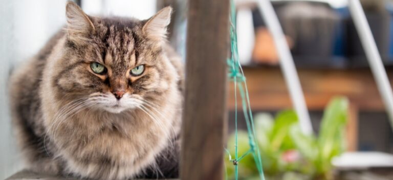 Cat Hunting Behavior - Your Comprehensive Guide!