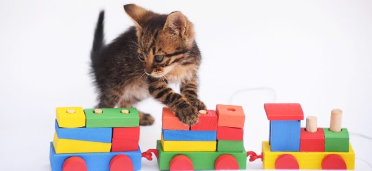How To Train A Kitten: Benefits, Techniques, Tips & Step-by-step Guide