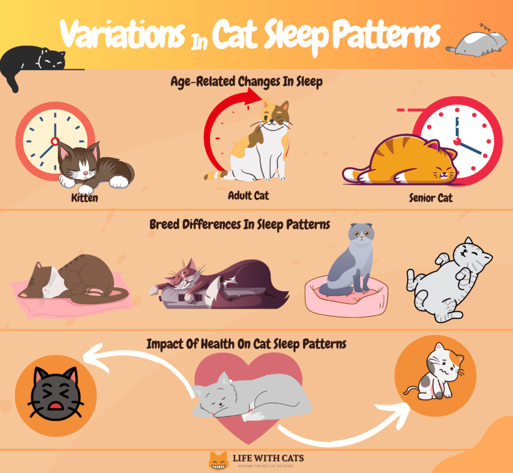 How to Get Your Cat to Sleep at Night