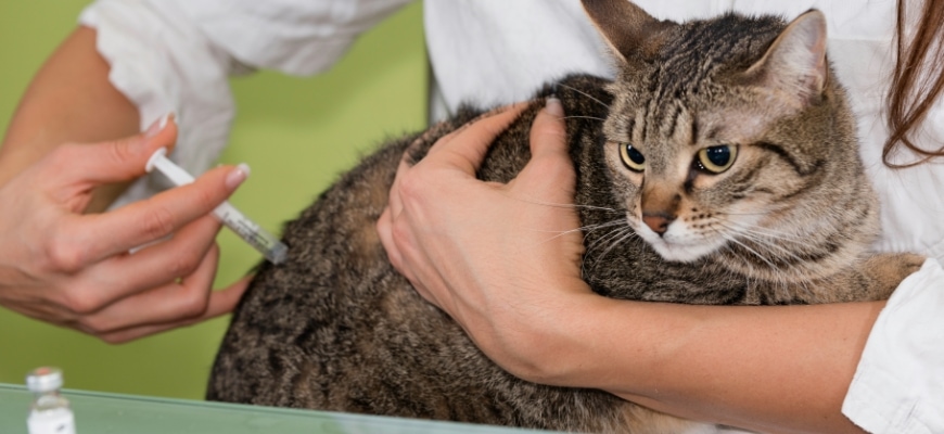 Cat Vaccinations and Health Check Ups - Your Ultimate Guide For a ...