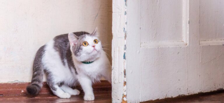 30 Cat Tricks To Teach Your Cat - Steps, Benefits, Tools & Tips