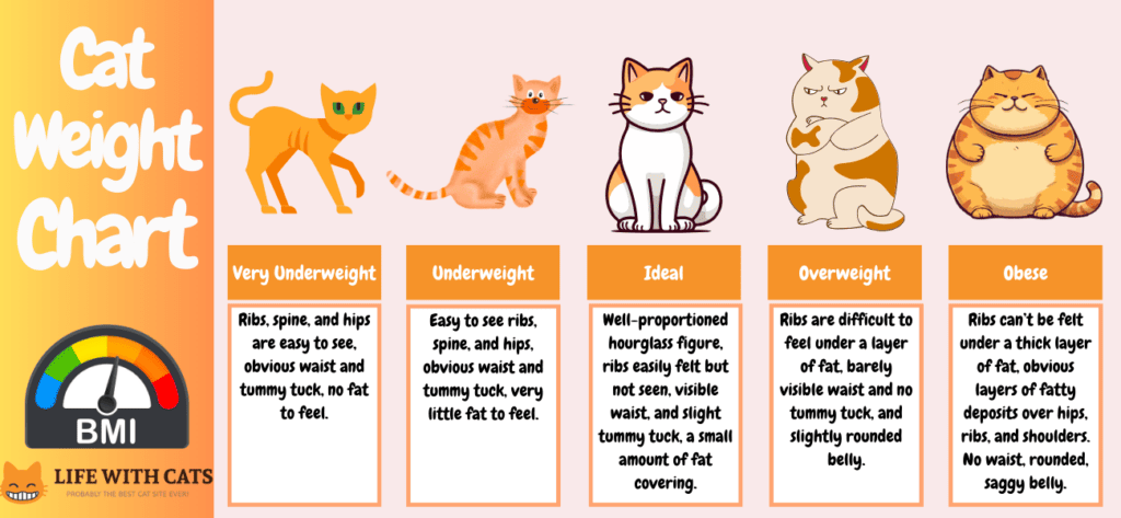 Cat Obesity And Weight Loss Definition Signs And Management
