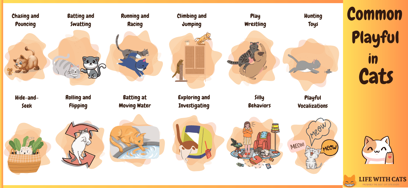 Are My Cats Playing or Fighting? Signs & Intervention