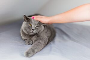 Territorial Cats - Signs, Causes, Management & Prevention