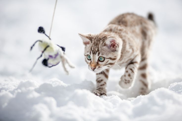 The Most Popular Bengal Cat Colors and Patterns You Need to Know