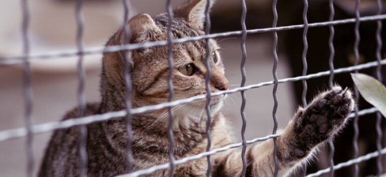 13 Effective Cat Training Tools & Devices For Your Feline Pet